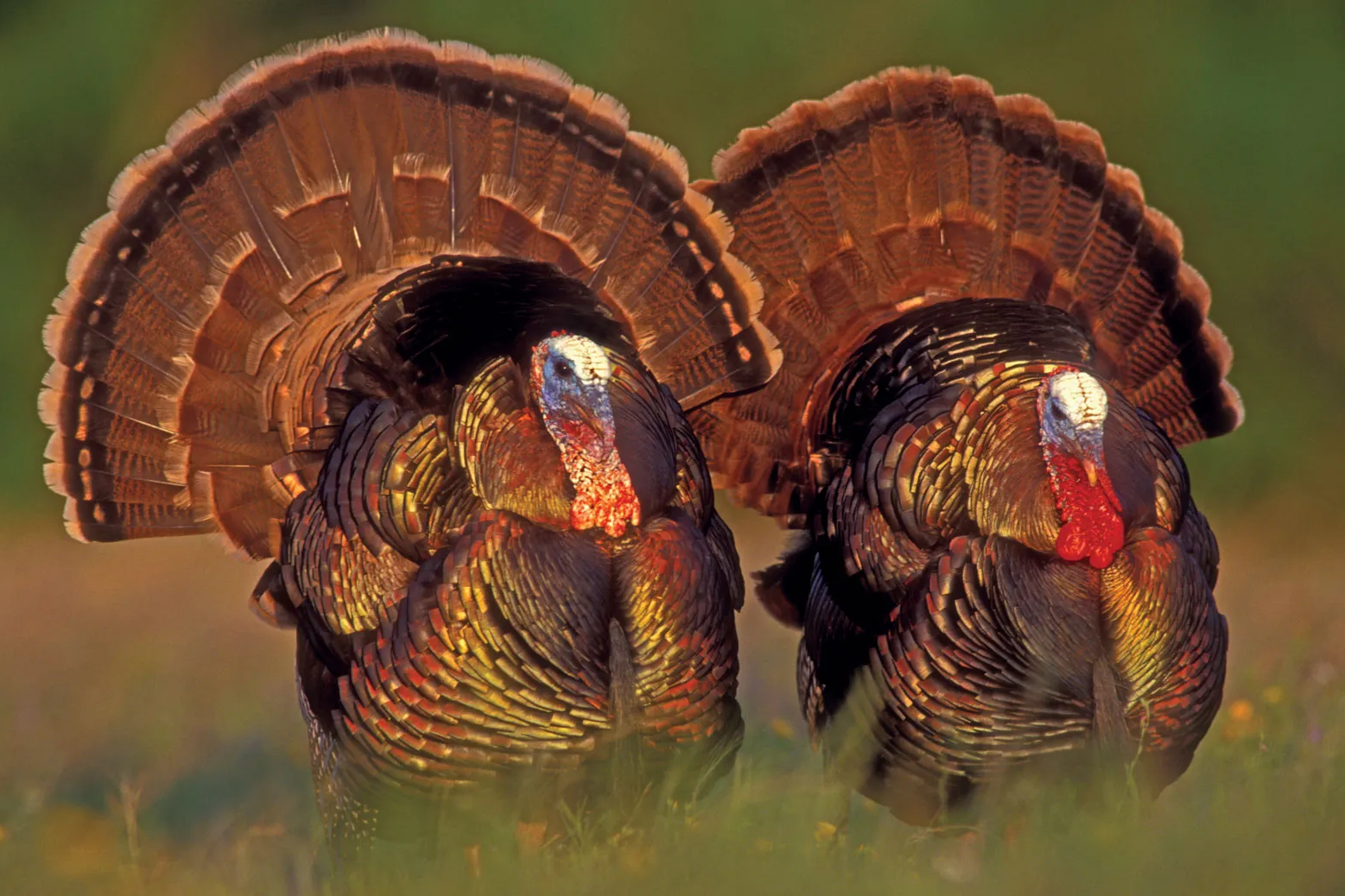 Actual Turkey - Pax Historia